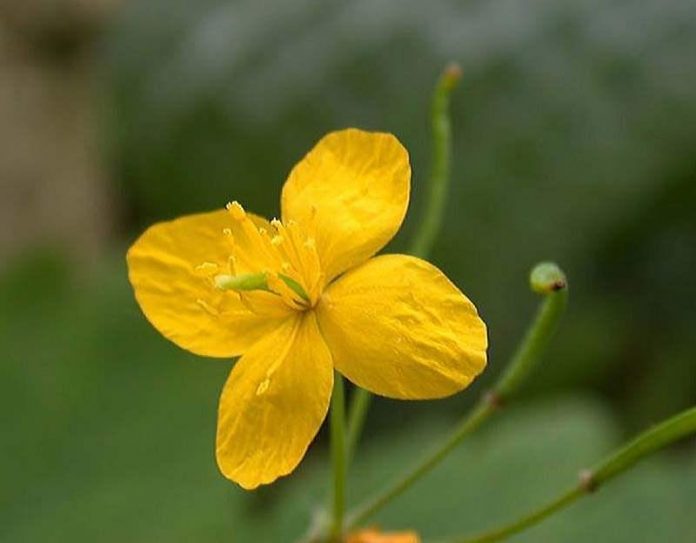 NADALEKO PRIZNATI NARODNI LIJEK ZA LIJEČENJE BRADAVICA JE NITKO DRUGI ...