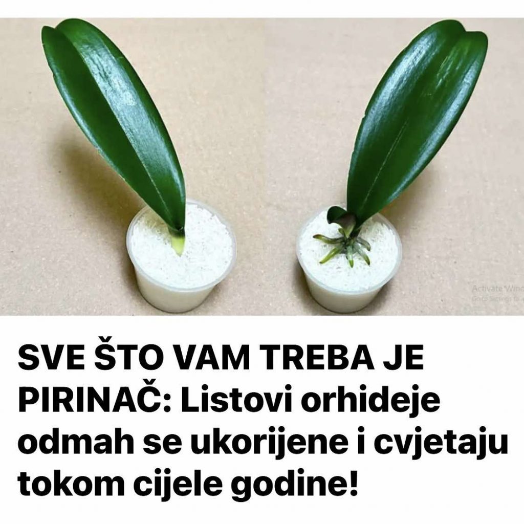 SVE ŠTO VAM TREBA JE PIRINAČ: Listovi orhideje odmah se ukorijene i ...