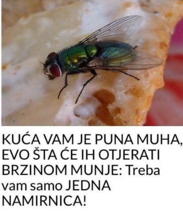 KUĆA VAM JE PUNA MUHA, OTJERAJTE IH BRZO I JEDNOSTAVNO: Treba vam samo ...